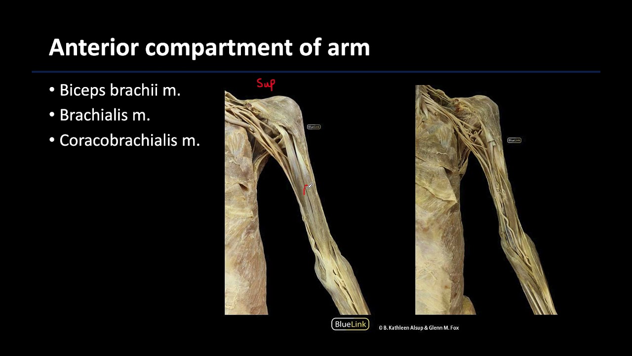 Muscles of the Shoulder & Arm - Dissection Supplement - YouTube