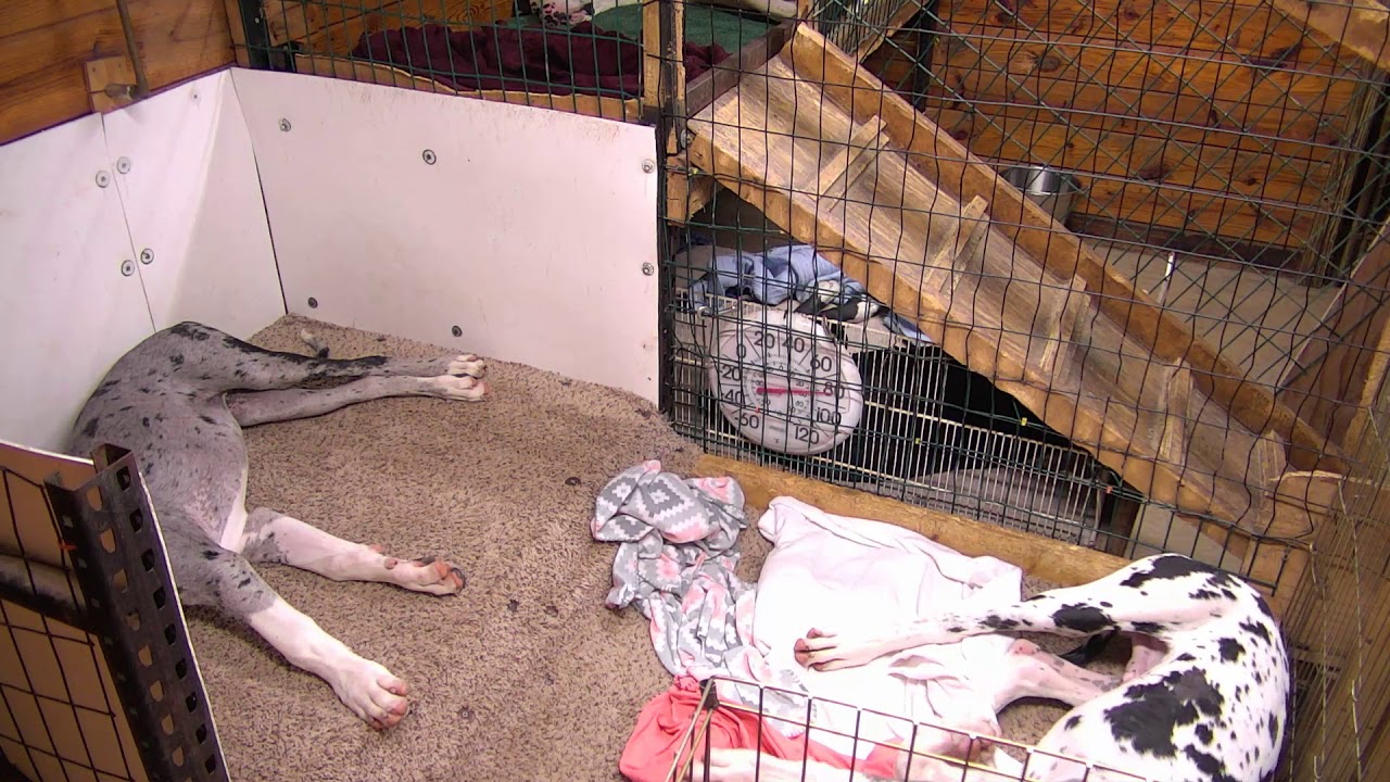 Great Dane Indoor Puppy Room 07-29-2018 01:22:35 - 02:22:36 - YouTube