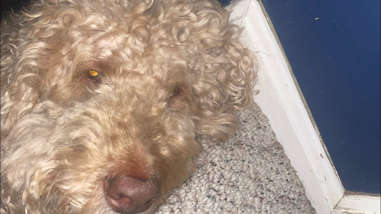 Dog eating box - YouTube