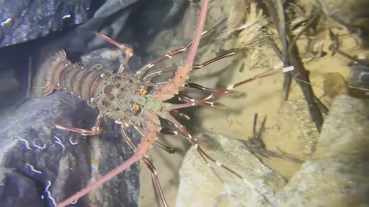 Diving for seafood, what did you catch today？ | Part 13 - YouTube