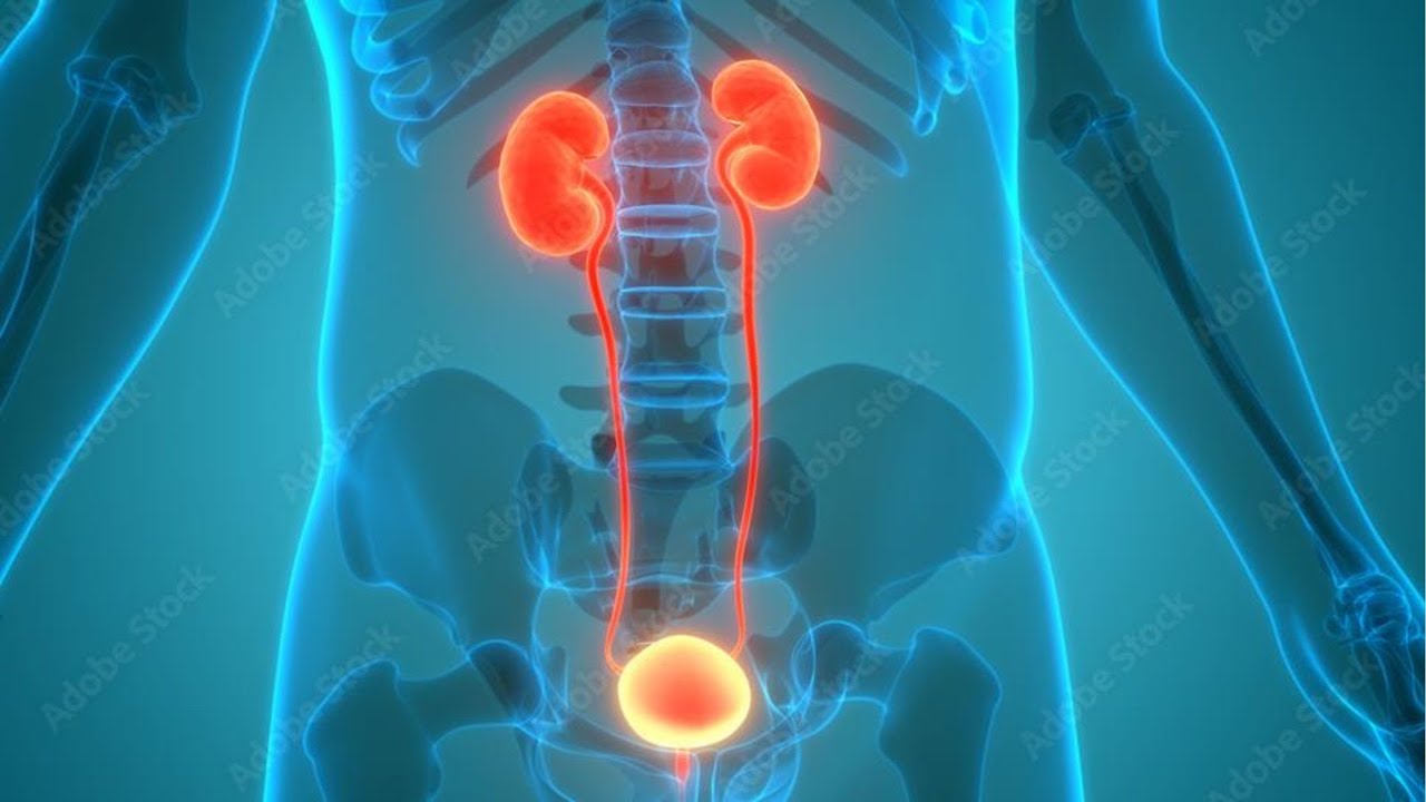KIDNEYS, BLADDER, SMALL & LARGE INTESTINE QI PATHOLOGY - YouTube