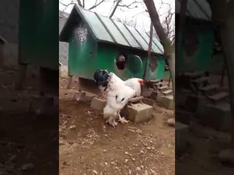 Dünyanın en büyük horozu - The biggest cock in the world