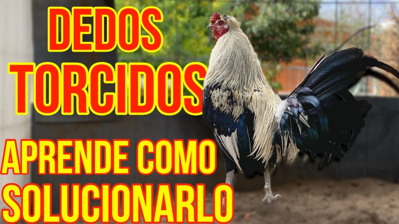 DEDOS TORCIDOS... Como solucionarlo???? - YouTube