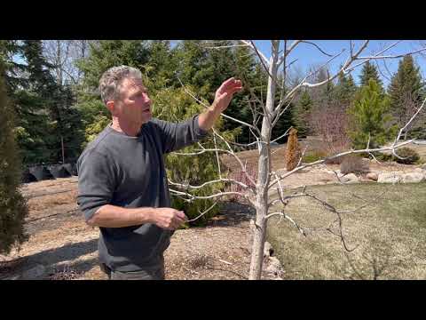 How to Identify Trees in the Dormant Stage: What to Look For