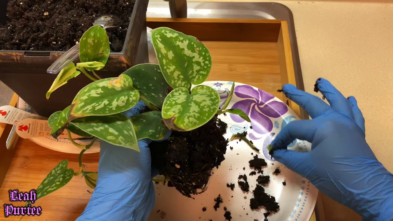 Introducing My Silver Pothos and Succulents || Repotting my Silver ...