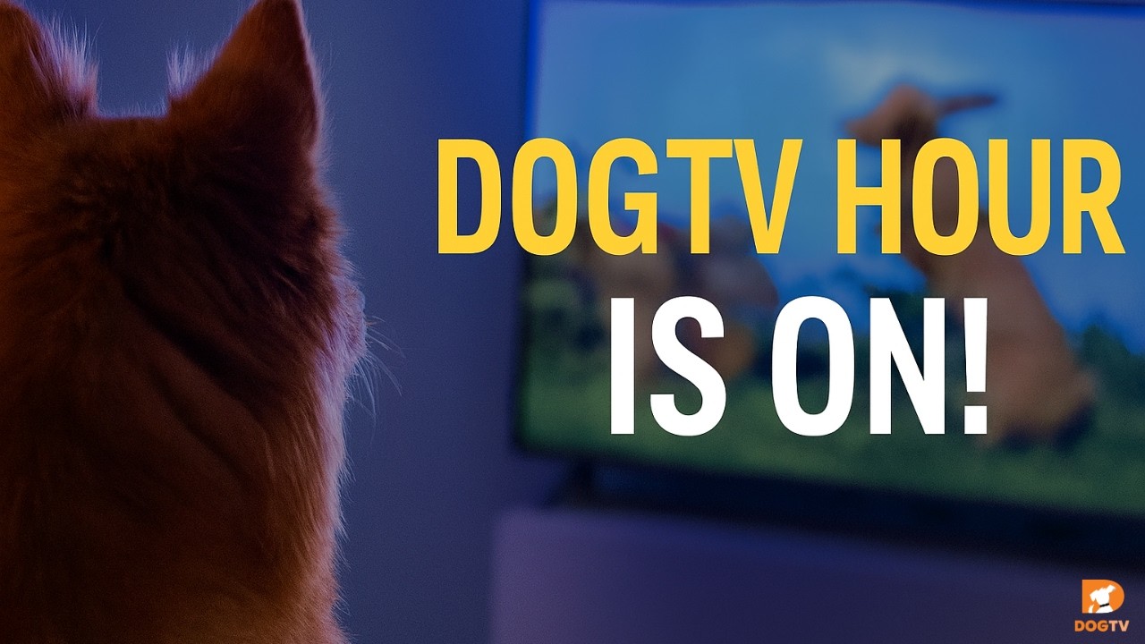 What Your Dog Sees on TV Will Blow Your Mind - YouTube