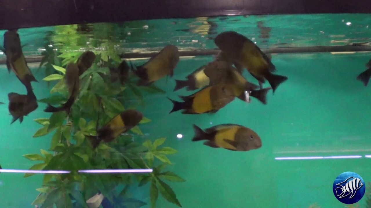 Tropheus sp. "ikola" (Ikola) Kaiser - African Cichlid - YouTube
