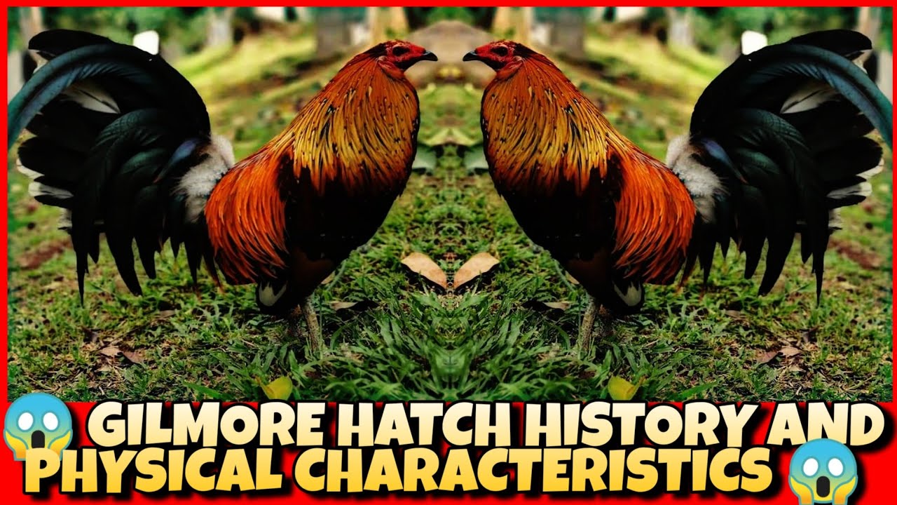 Gilmore hatch history and physical characteristics. - YouTube