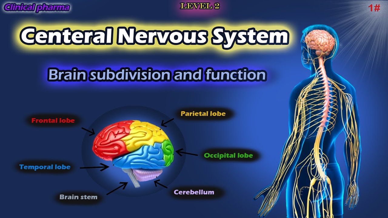 Brain Subdivision and Central Neurotransmitters {Clinical pharma ...