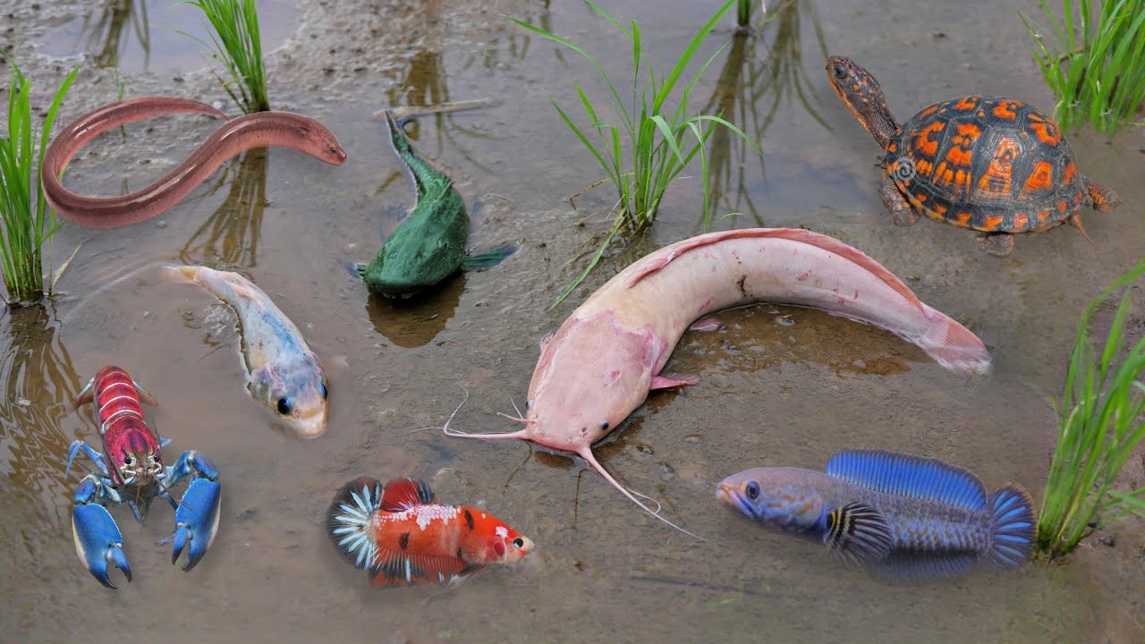 Menangkap Ikan Hias, ikan koi slayer, ikan komet, ikan cupang, ikan ...