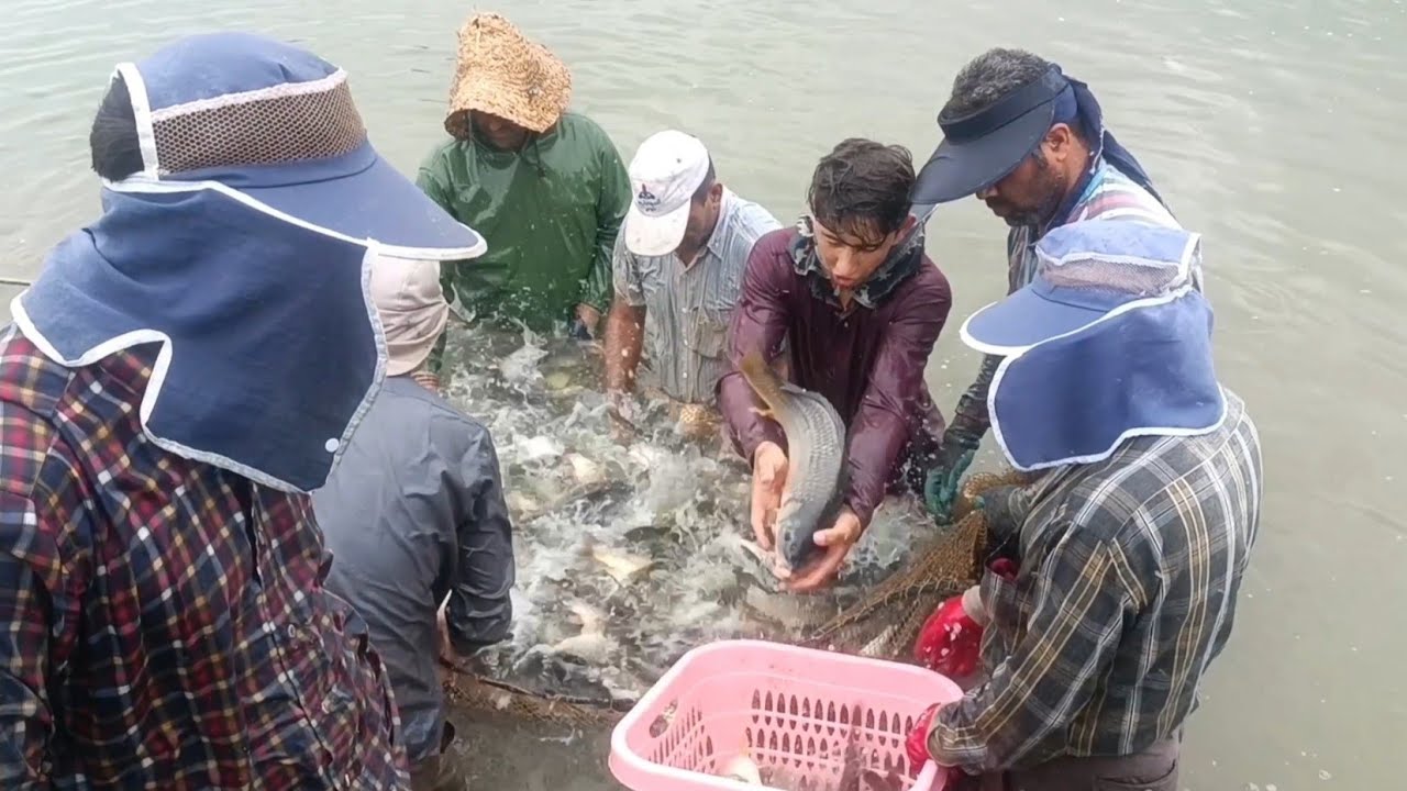 Exciting catch of tropical fish in the wetlands of northern Iran - YouTube