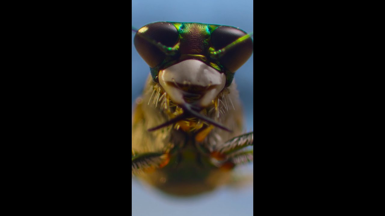 The calming sounds of Southeast Asian bug life #ARealBugsLife - YouTube