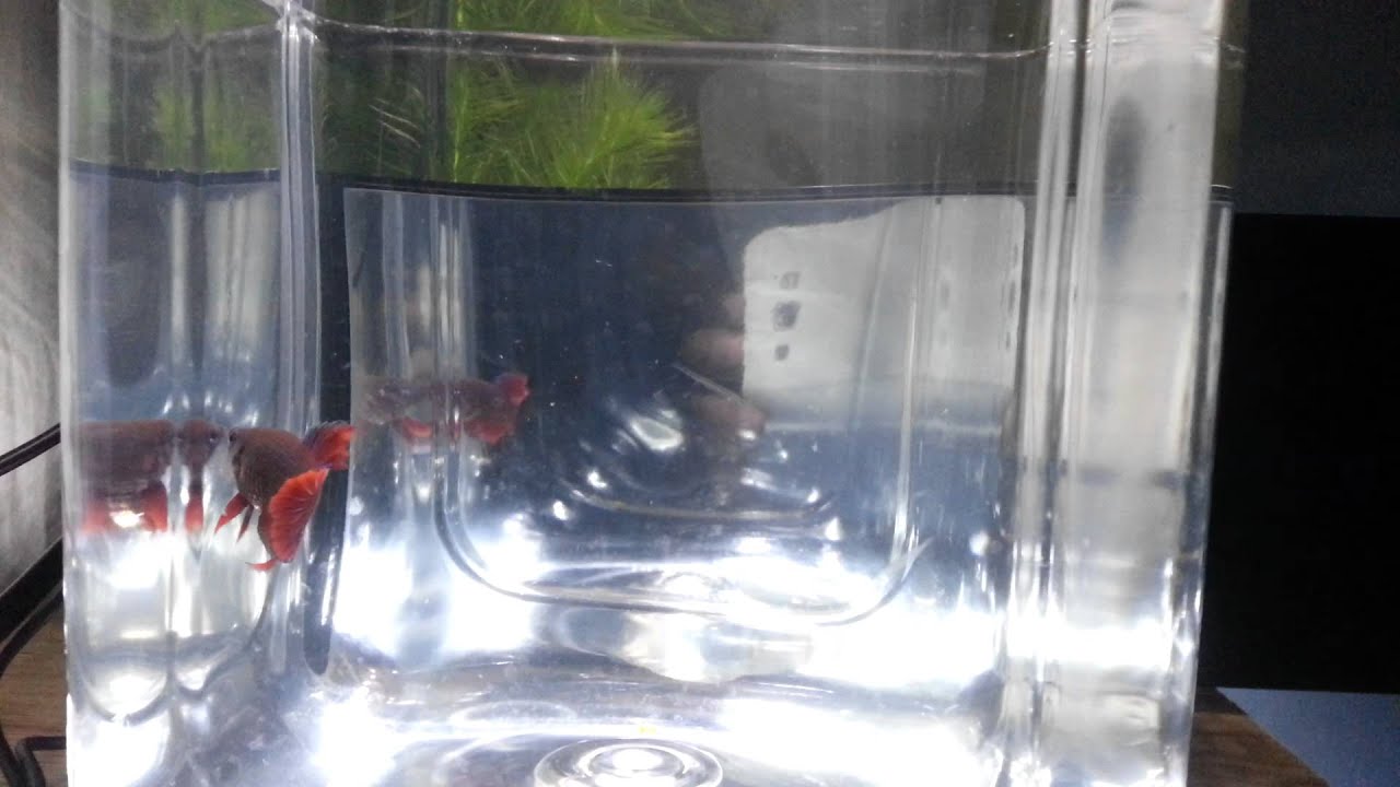 6 weeks old betta fries - YouTube