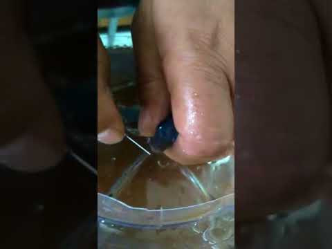 balığın doğum anı