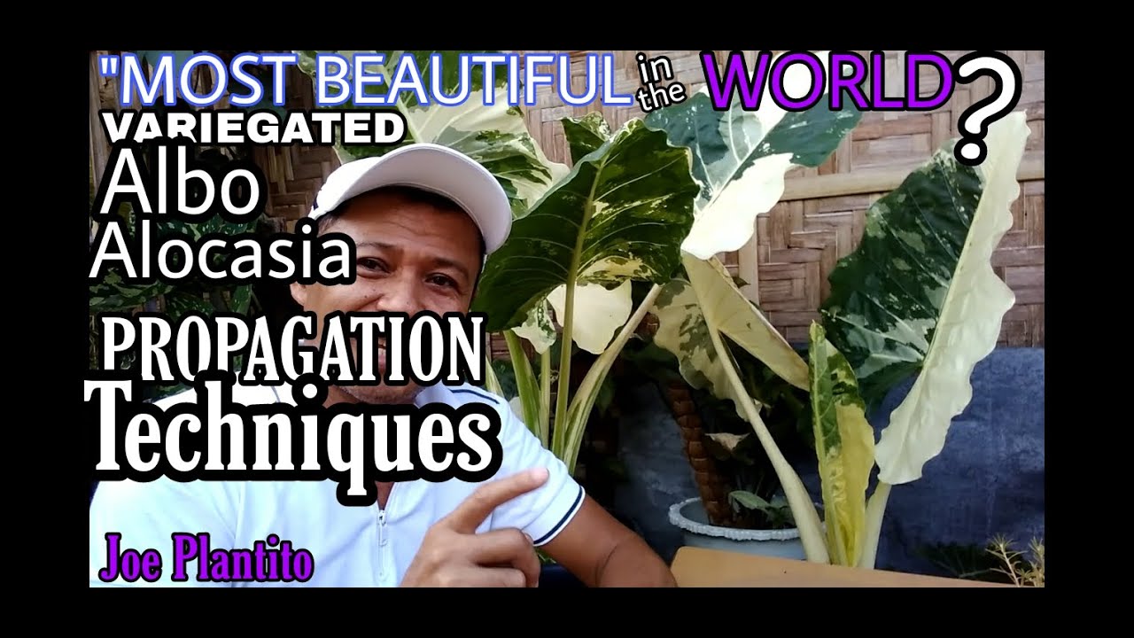 HOW TO PROPAGATE THE MOST BEAUTIFUL PLANT IN THE WORLD?" VARIEGATED ...