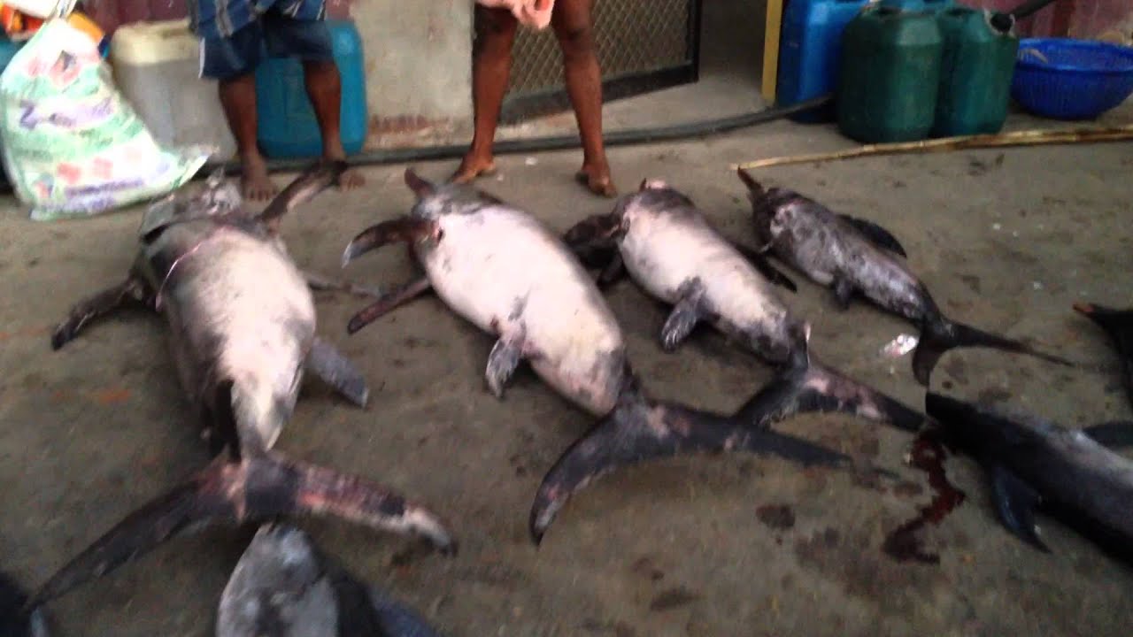 Neendakara Fishing Harbour - YouTube