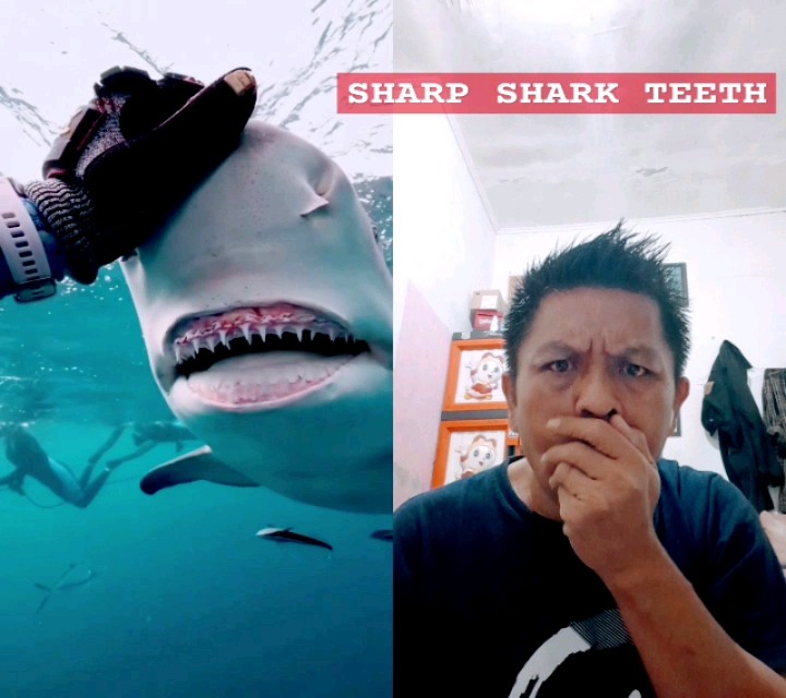 SHARP SHARK TEETH‼️#shorts #yearofyou #barakatakchanel0605 #sea #sharks #shark #fish - YouTube
