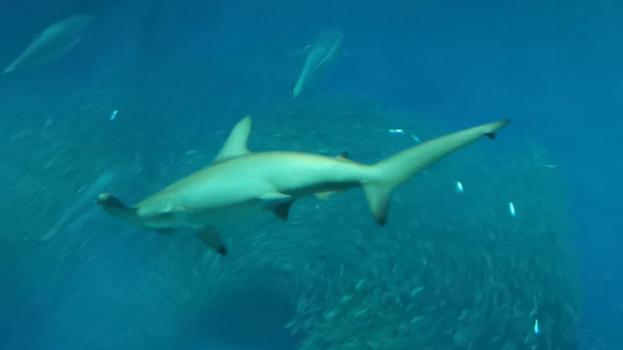 Open Sea Exhibit 2 - YouTube