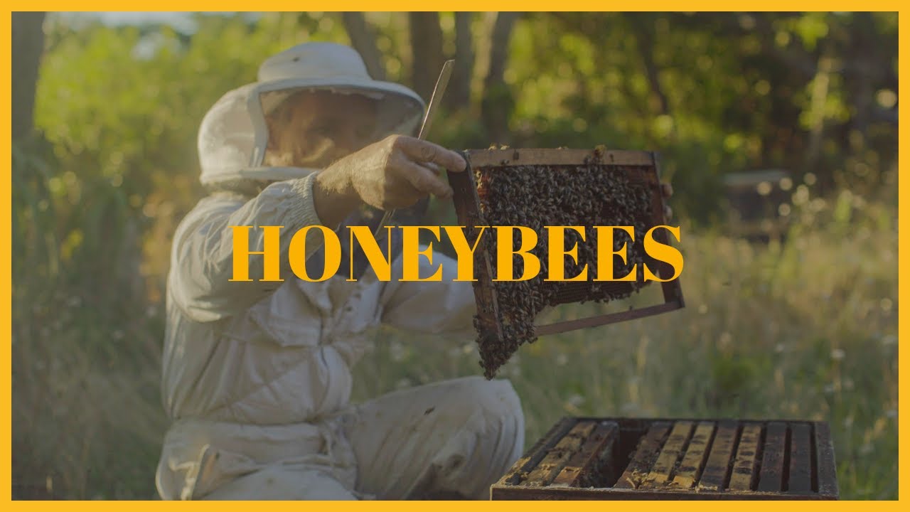 Honeybees - WWF South Africa - YouTube