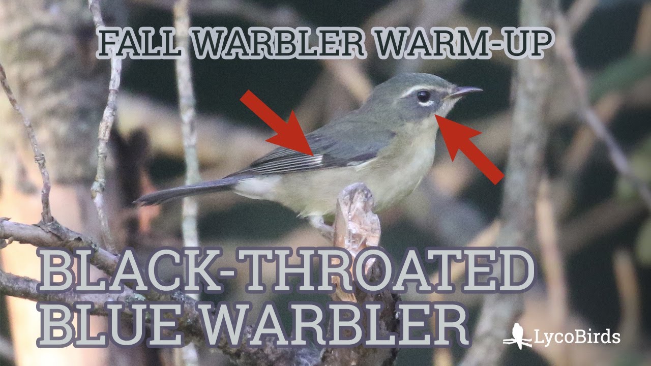 Female Black-throated Blue Warbler Identification | Fall Warbler Warm ...