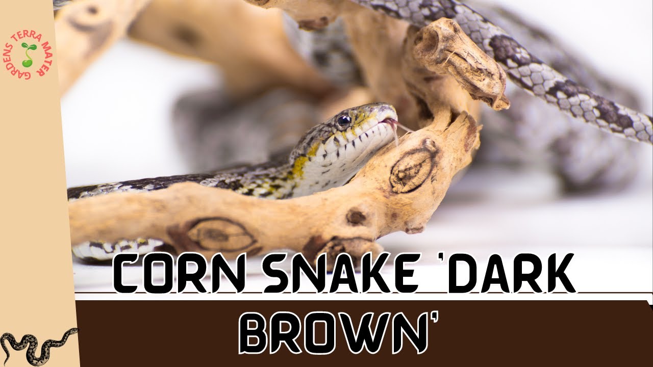 Dark Brown Corn Snake: A Beautiful Morph in the World of Corn Snakes ...