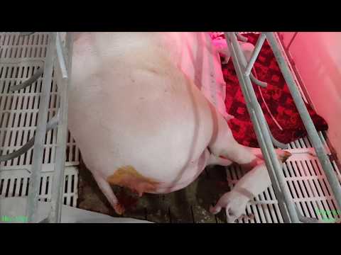 ĐỠ ĐẺ HEO THEO QUY TRÌNH