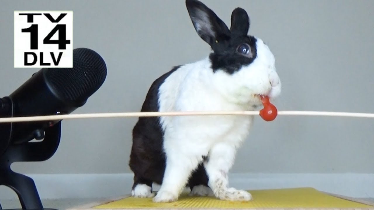 Cute Rabbit Eating Compilation - YouTube