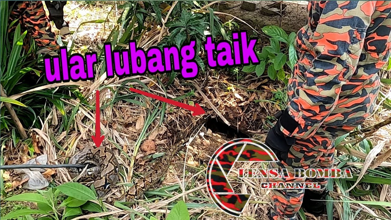 Khidmat khas ular | ular dalam lubang taik - YouTube