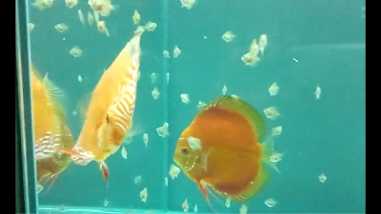 Albino Golden Discus - YouTube