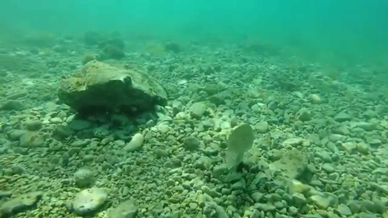 sépie obecná-Brela-Chorvatsko-GoPro Hero3+ - YouTube