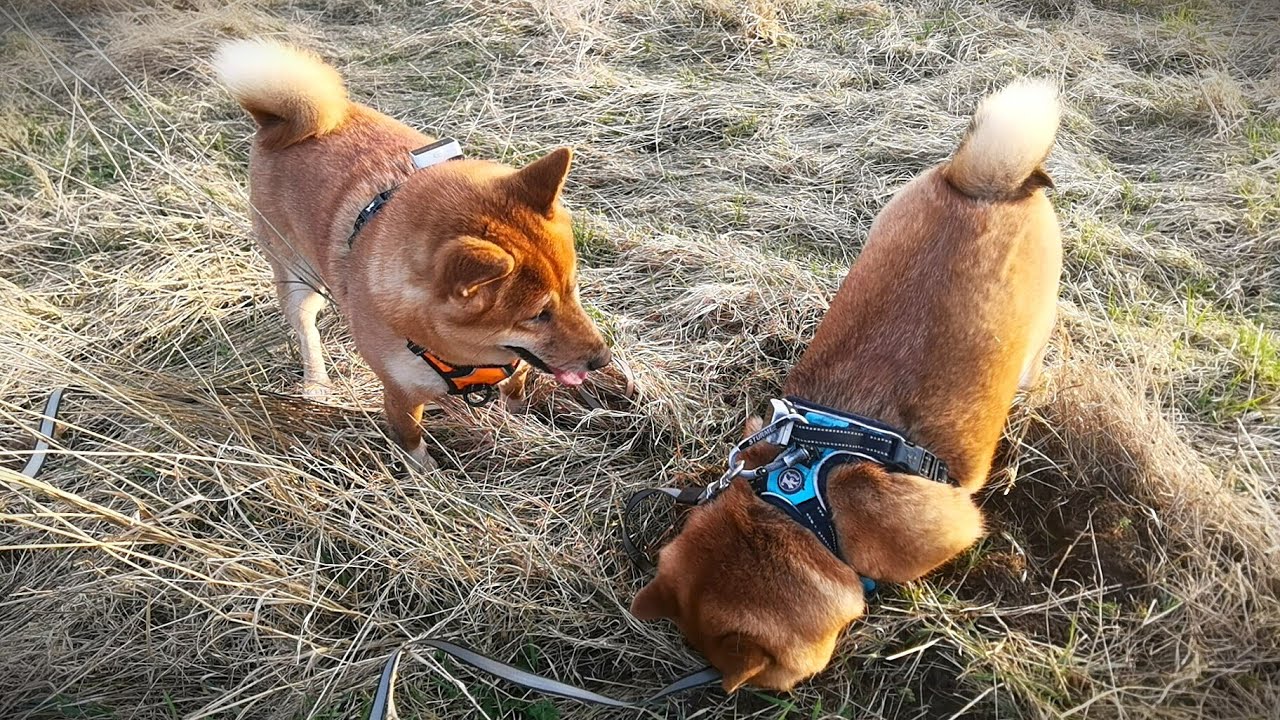 Shiba Inu treasure hunt game - YouTube