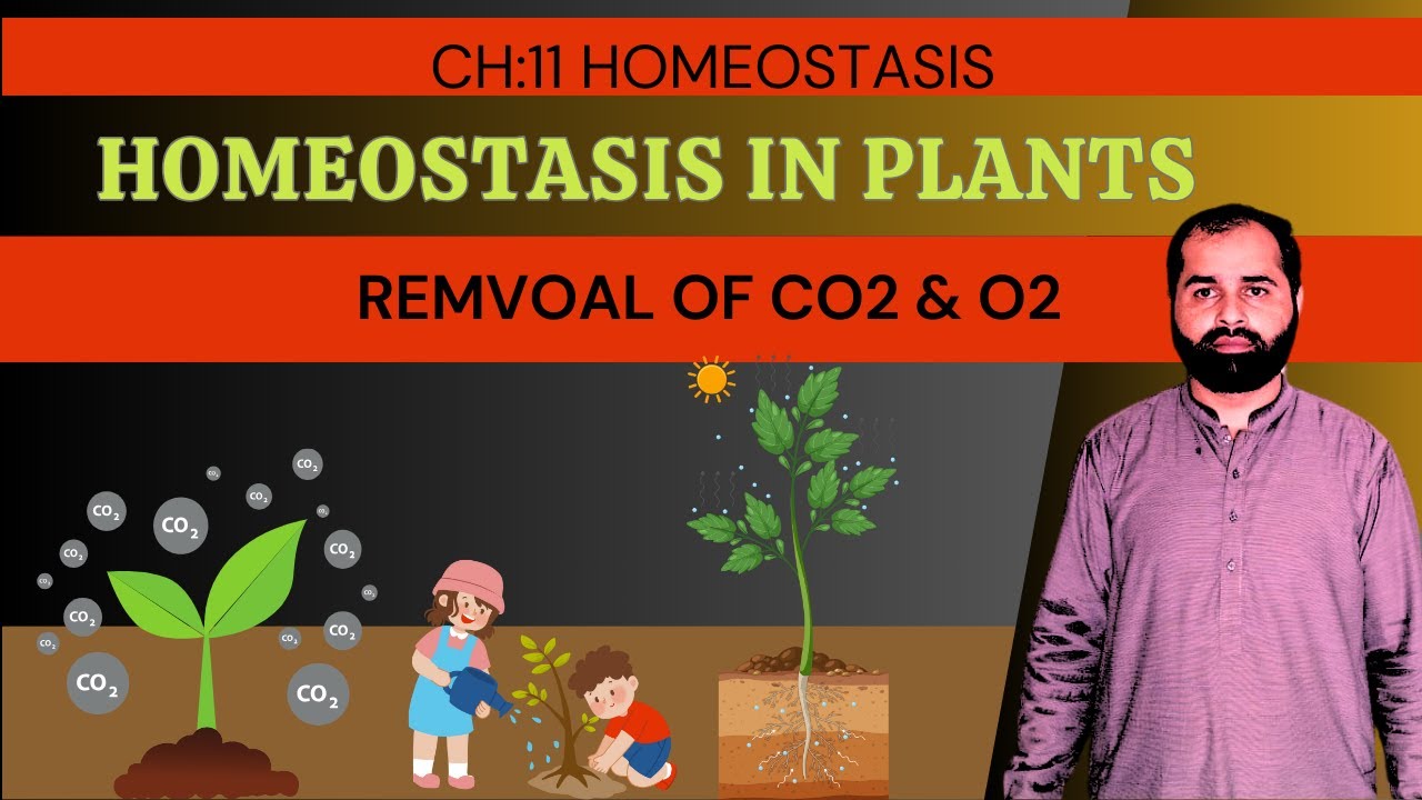 Homeostasis in Plants|Removal of Carbon dioxide and Oxygen in Plants ...