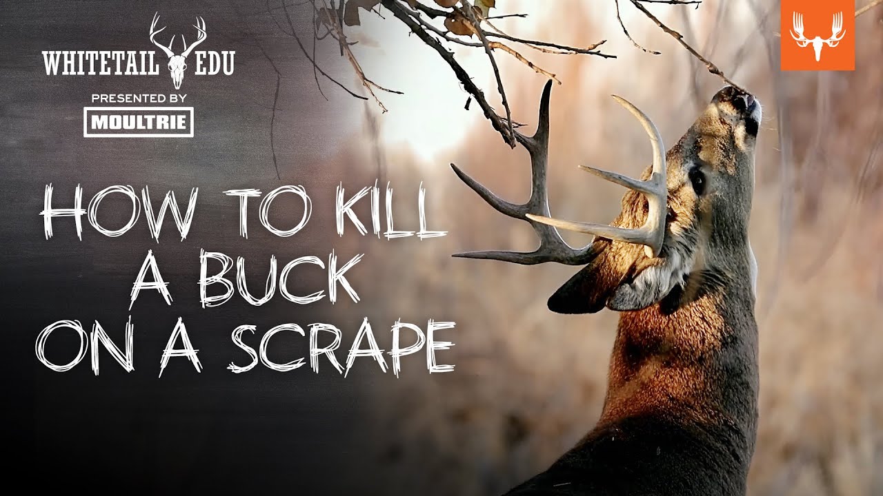 How to Kill a Buck on a Scrape | Whitetail EDU - YouTube
