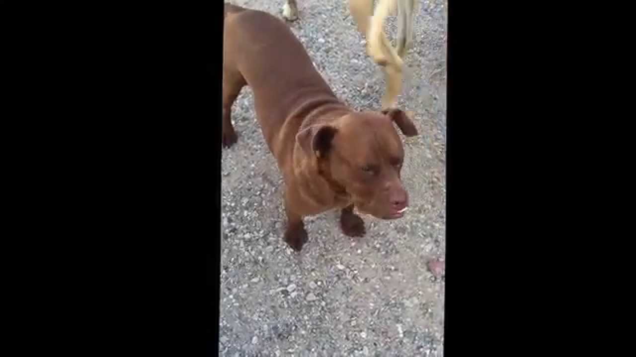 William James Bottomtooth gets in truck - YouTube