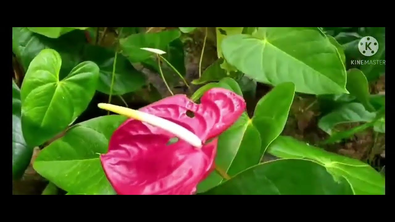 paano mag alaga ng ANTURIUM, PULA, PUTI, ORANGE, PINK, GREEN, ETC watch ...