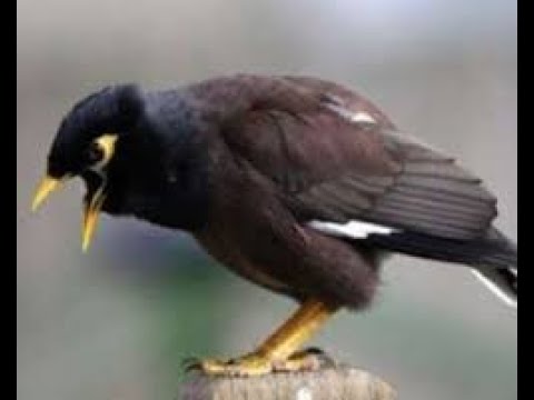 Mena talking birds - YouTube