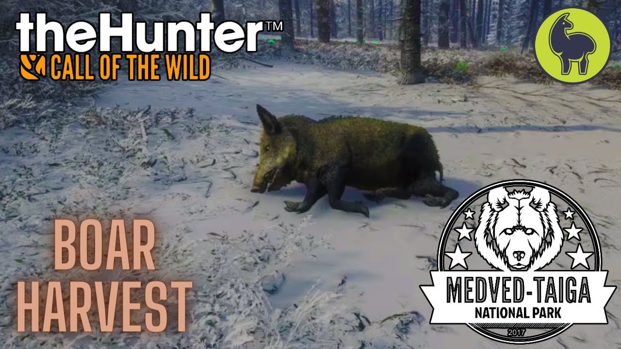Boar Harvest, Medved Taiga | theHunter: Call of the Wild (PS5 4K) - YouTube