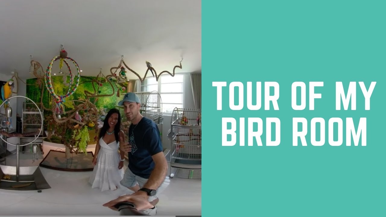 TOUR OF MY BIRD ROOM - 360 VIRTUAL REALITY VIEW - YouTube