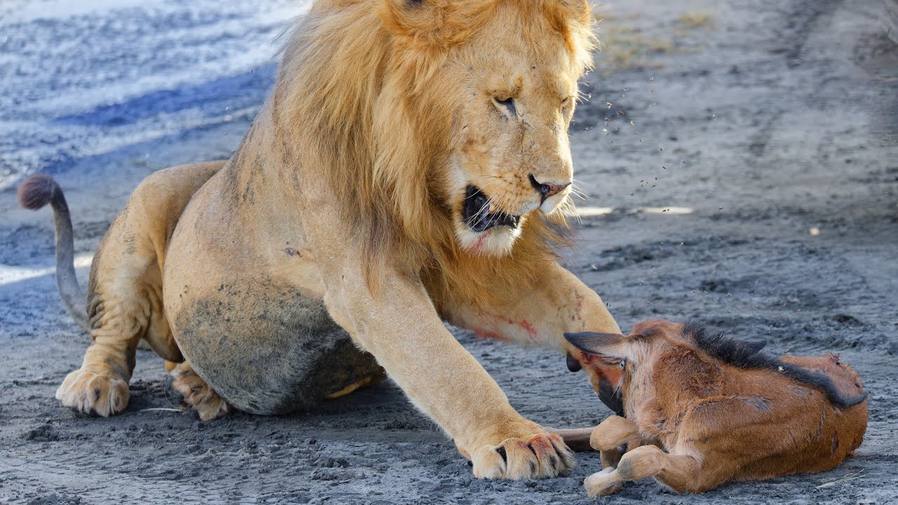 Serengeti - Short - The Great Migration - Die große Wanderung - YouTube
