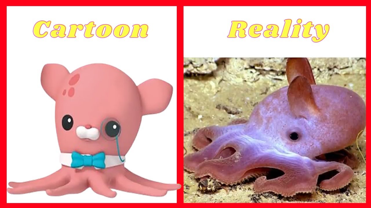 OCTONAUTS CHARACTERS IN REAL LIFE 2024 🐳🐬🐟🐇🐱(CARTOON 🆚 REALITY) 👍🏻 ...