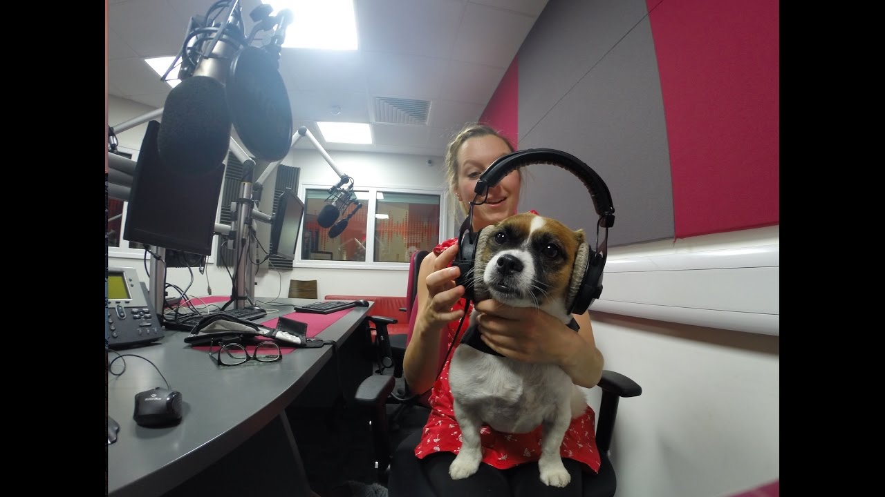 CUTEST DOG RADIO PRESENTER XX - YouTube