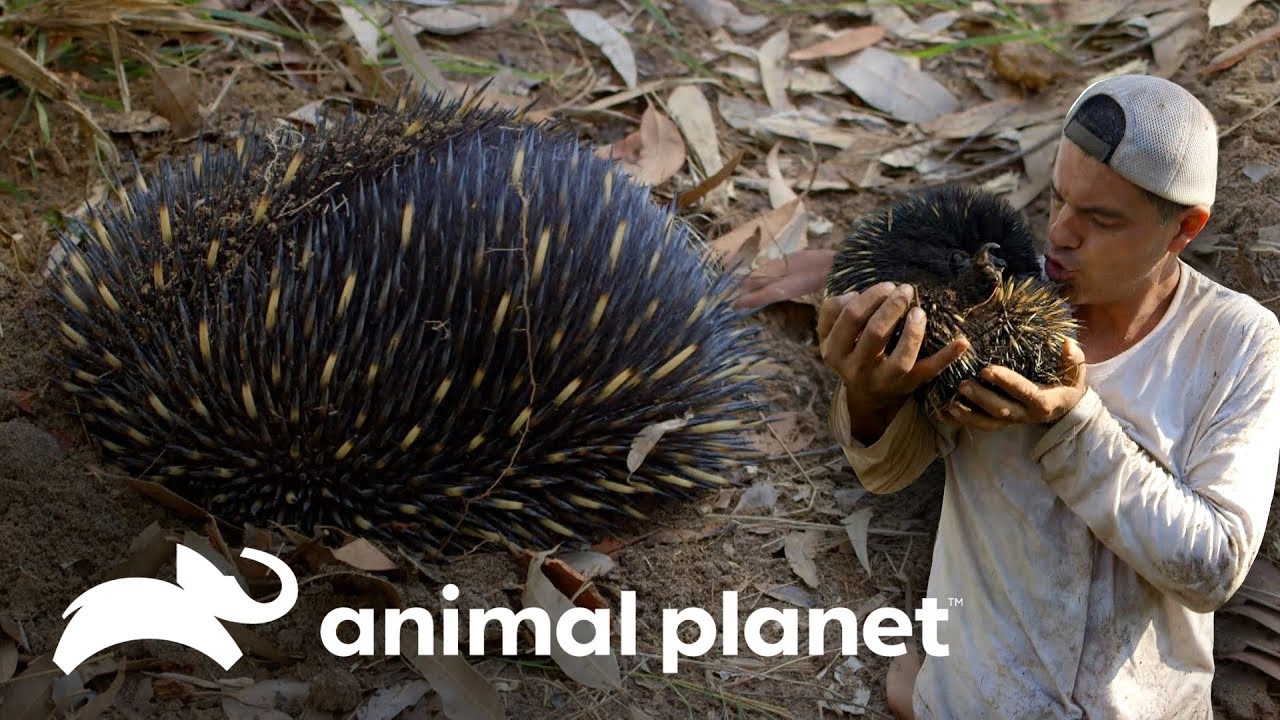 "El animal más raro del mundo" | Wild Frank: Tras la evolución de las ...