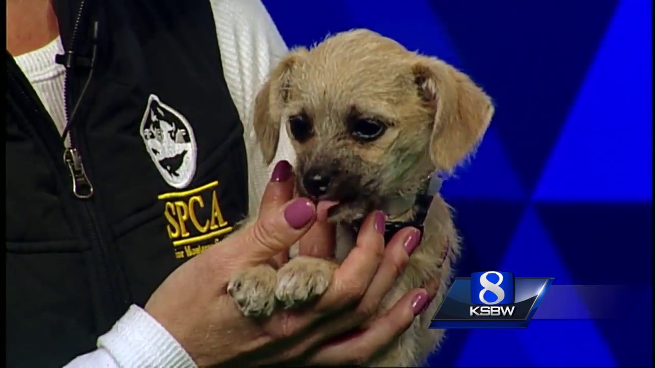 Pet of the Weekend: Violet the Dog! - YouTube