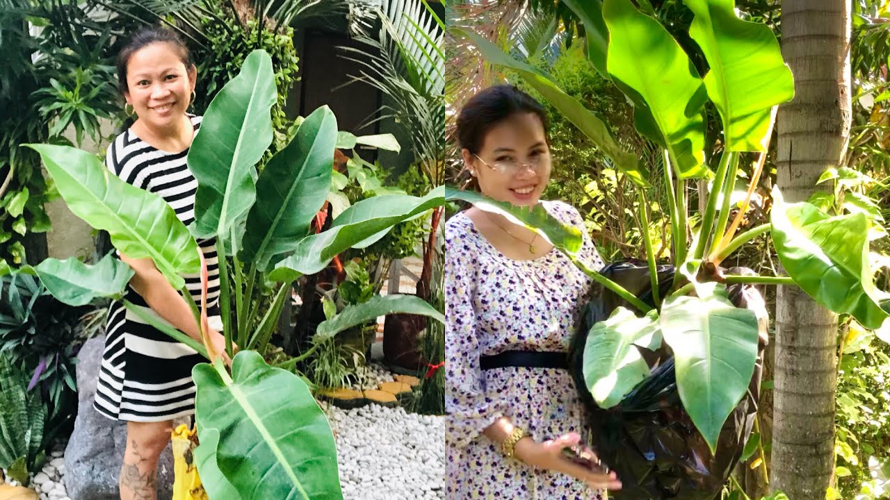 ADOPTING New Plant | Welcome Home Philo | #philodendron #garden - YouTube