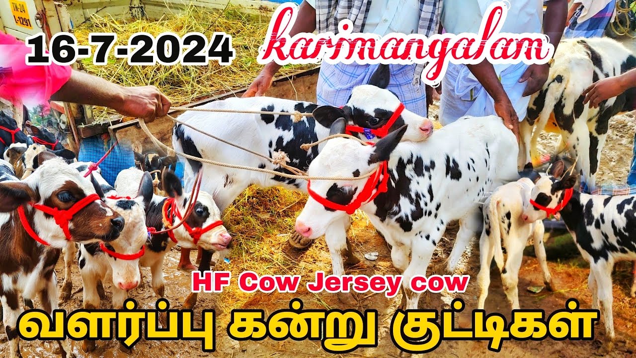 karimangalam HF cow Jersey cow Biggest cow market Dharmapuri district ...