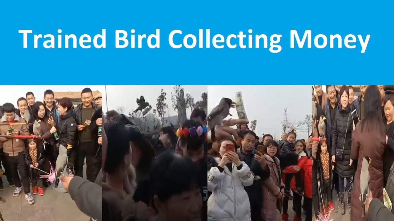 Trained Bird Collecting Money 🐦🐦🐦🐦🐦🐦🐦🐦🐦 - YouTube