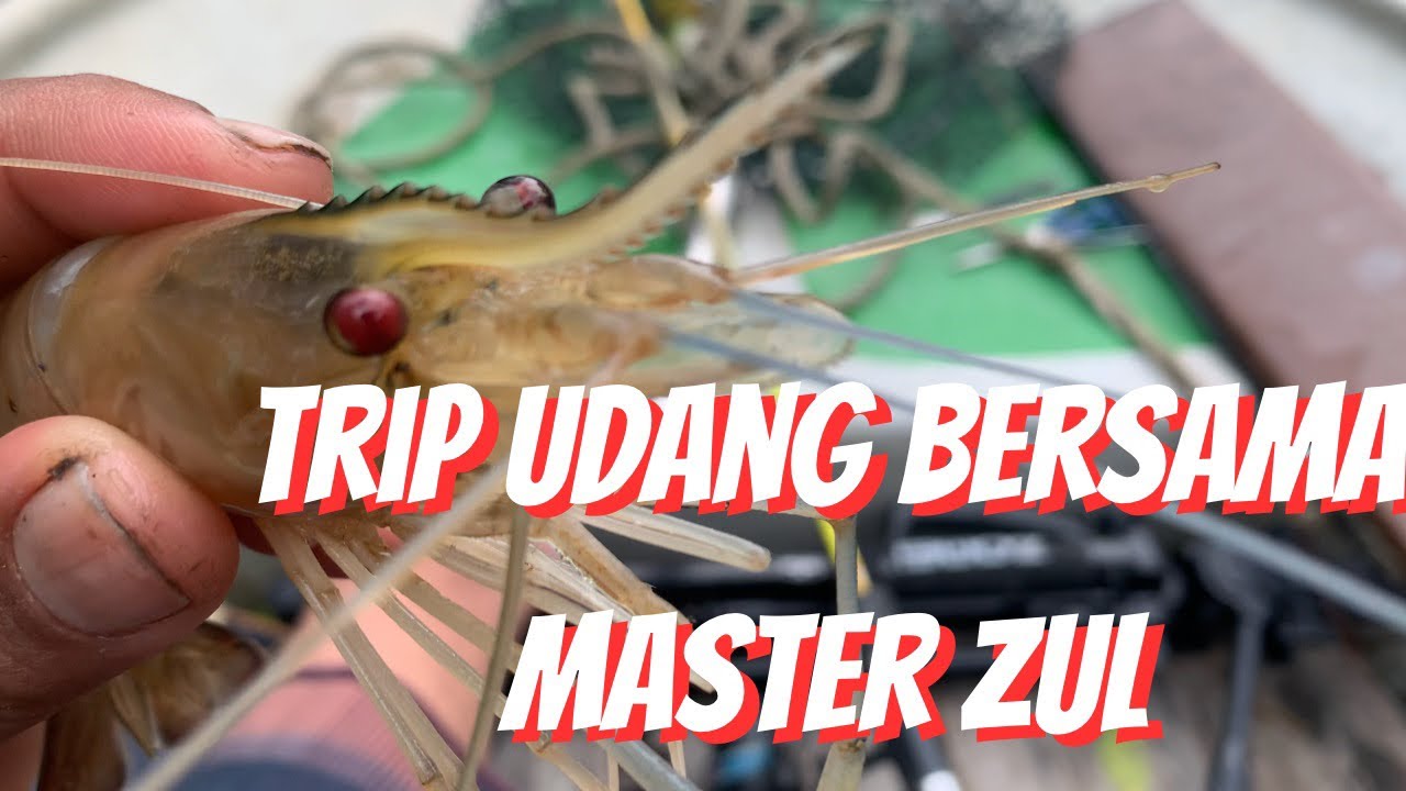 Jom Mancing Udang Bersama Master Sg Pontian Besar - YouTube