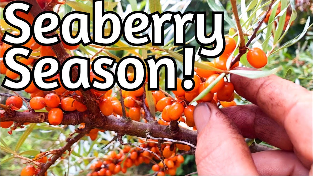 Seaberry Harvest Begins! - YouTube