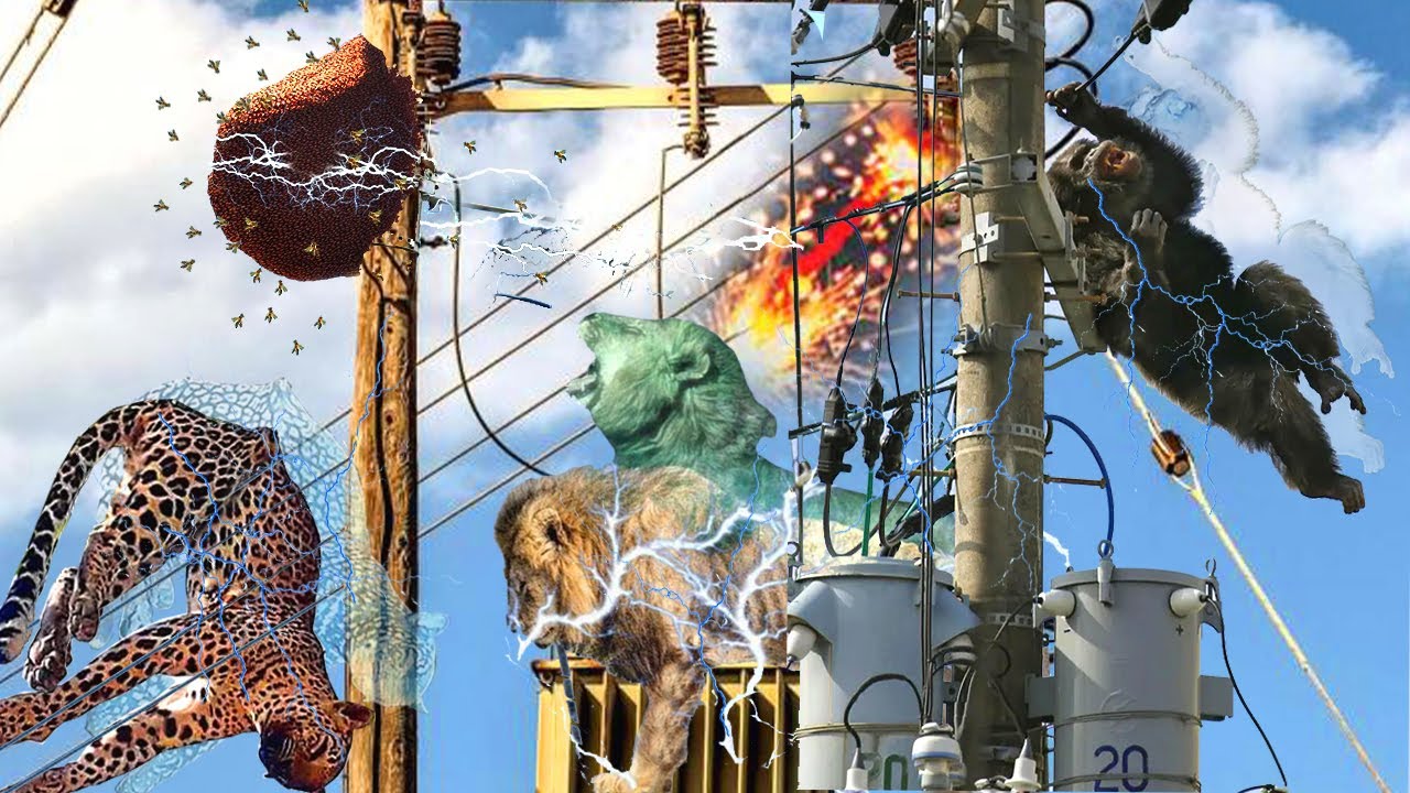 Helpless Humans See The Terrifying Moments When Wild Animals Get ...