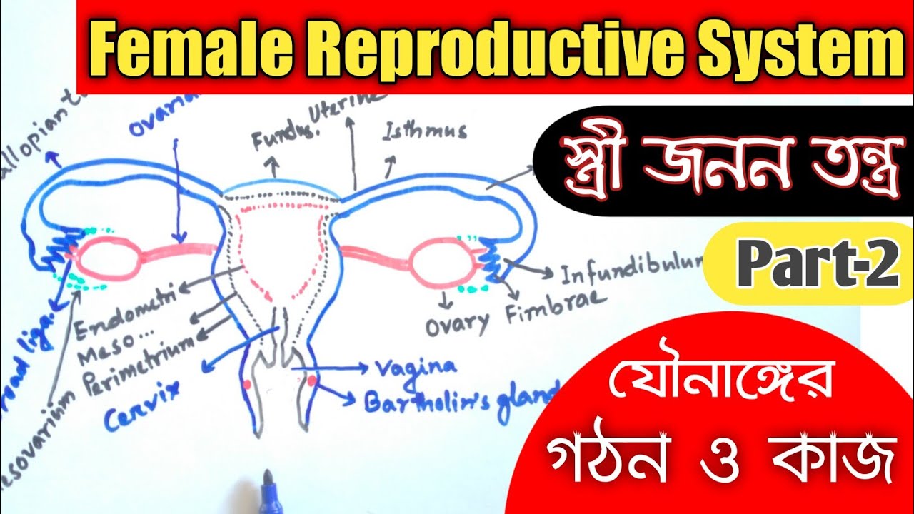Female Reproductive System class12। NEET। স্ত্রী জনন তন্ত্র। জীবের জনন ...